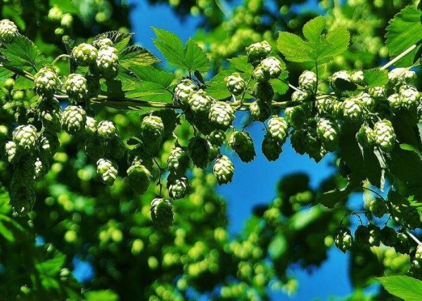 A cultura do Lúpulo – Parte 2 - Maneje Bem - Fitocon