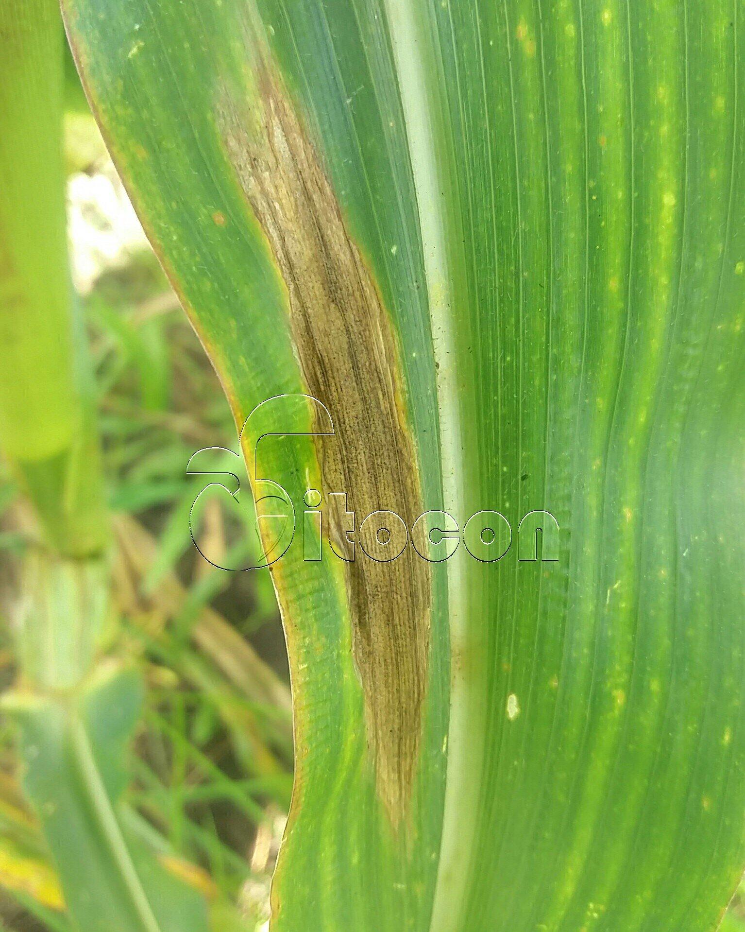 Doença do Milho - Helmintosporiose - Maneje Bem